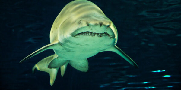 Voorrangskruispunt, hoe herken je het en wat zijn de regels?